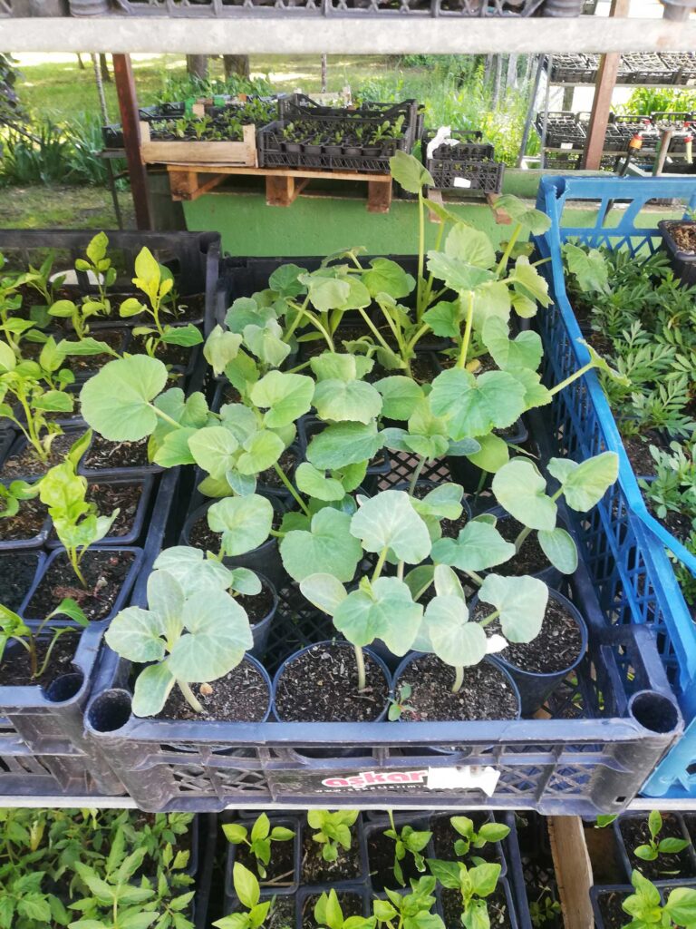 RASAD – JUNI 2021.GOD